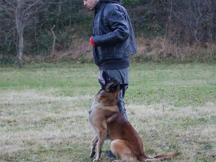 | Šetnja i trening pasa! | - Usluge - Burza Oglasi