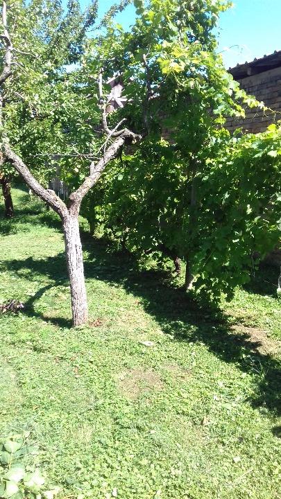 | Kuća, Darda | - Kuće - Burza Oglasi
