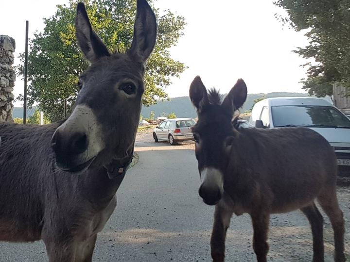 | Magarci | - Poljoprivreda - Burza Oglasi