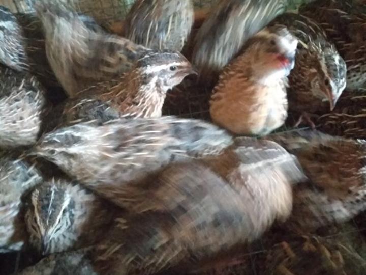 | Japanske prepelice | - Poljoprivreda - Burza Oglasi