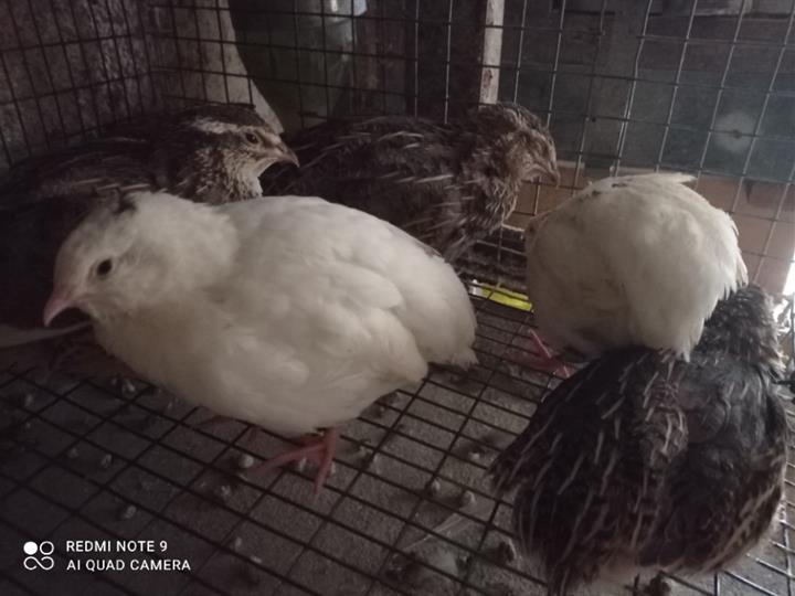 | Japanske prepelice | - Poljoprivreda - Burza Oglasi