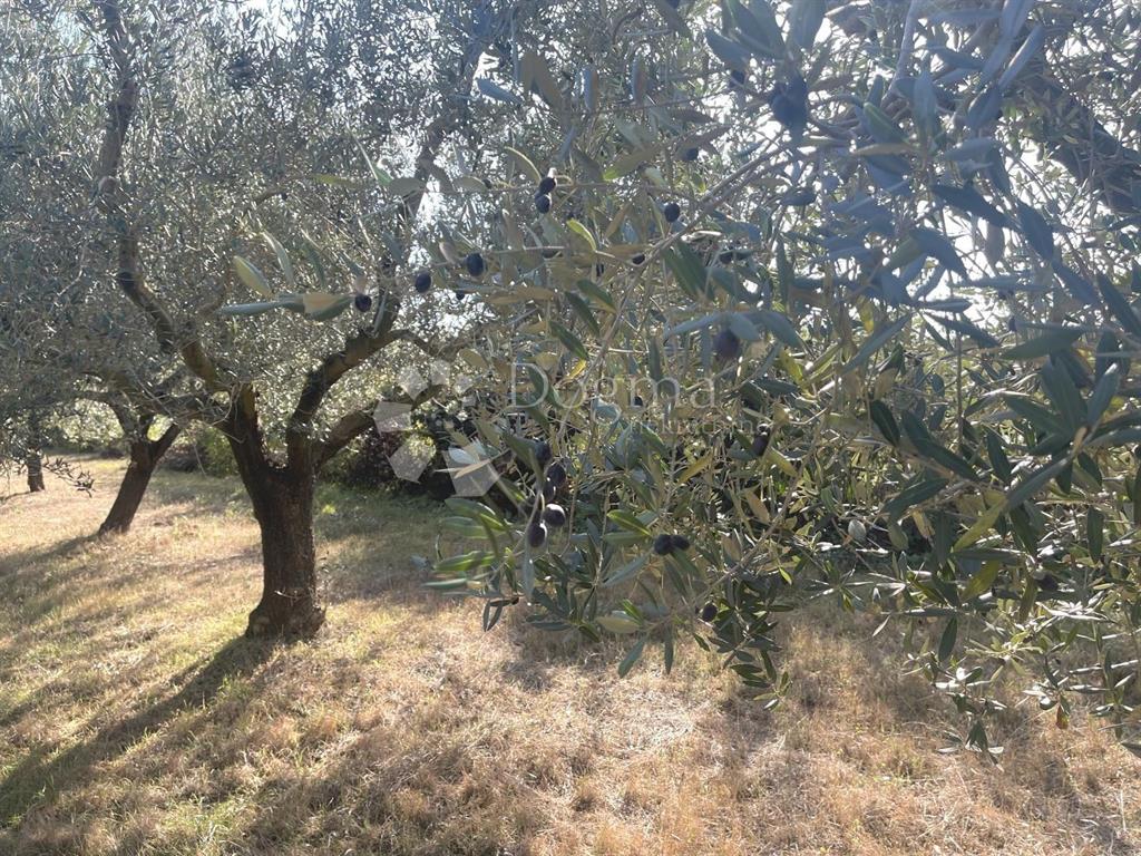 | Stari maslinik u Medulinu | - Zemljišta - Burza Oglasi