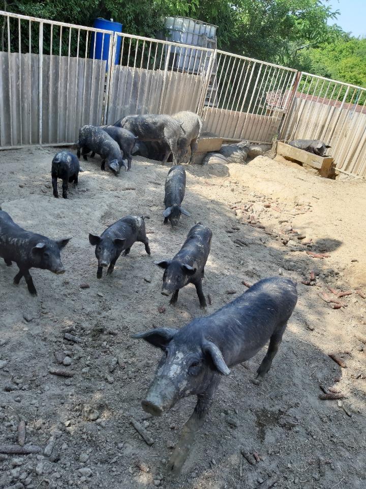 | Crne slavonske svinje | - Poljoprivreda - Burza Oglasi