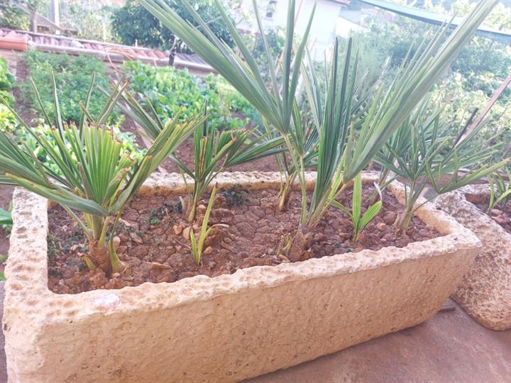 | Palme sadnice | - Vrt i okućnica - Burza Oglasi
