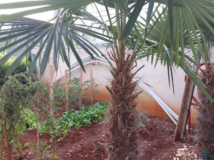 | Palme sadnice | - Vrt i okućnica - Burza Oglasi