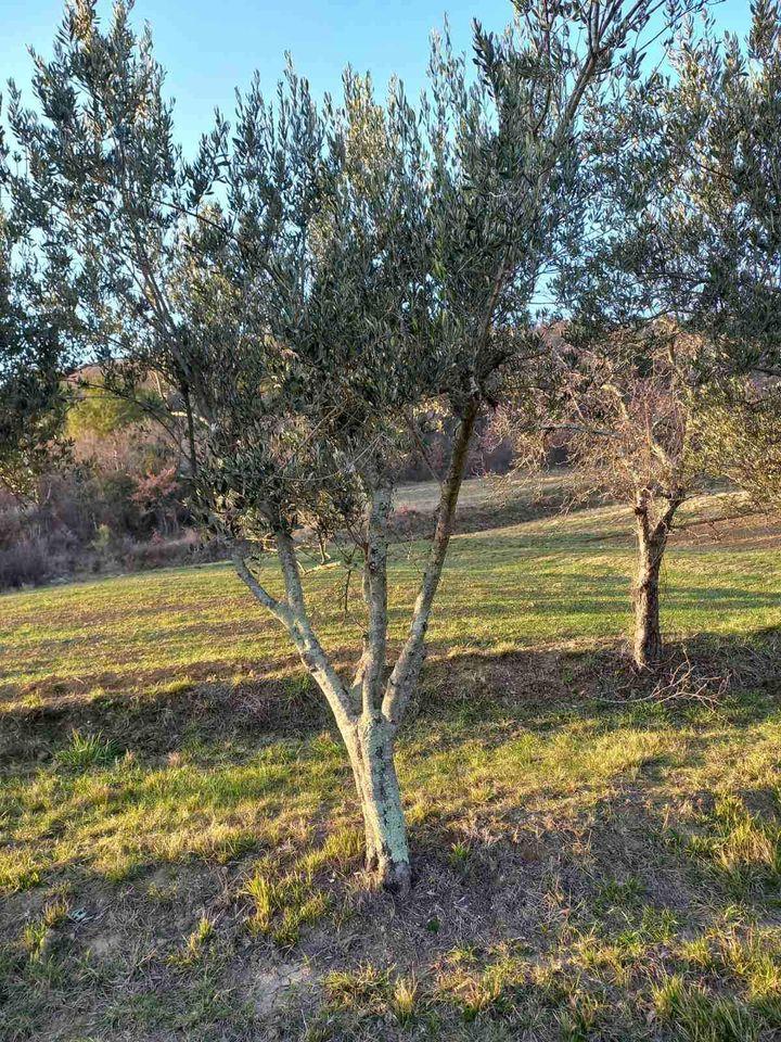 Stabla maslina - Poljoprivreda - Burza Oglasi