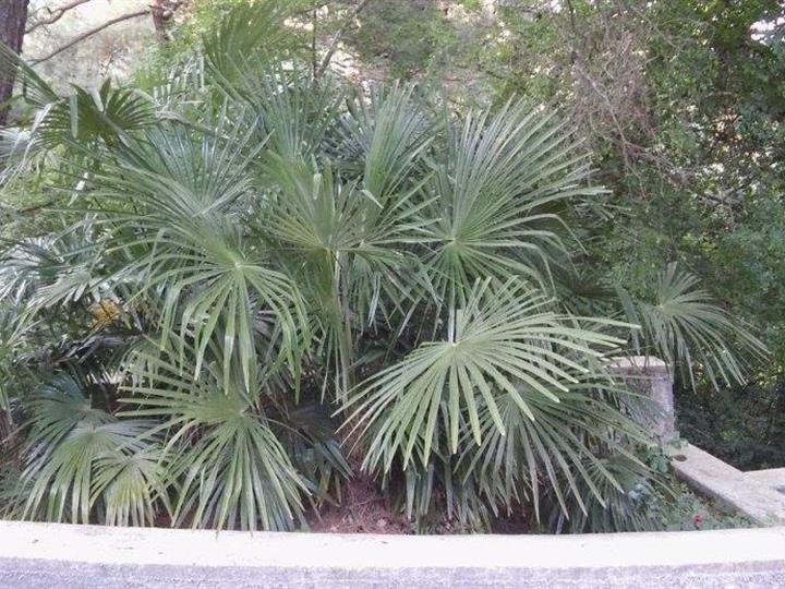 | Sadnice lovor višnje i palme | - Poljoprivreda - Burza Oglasi